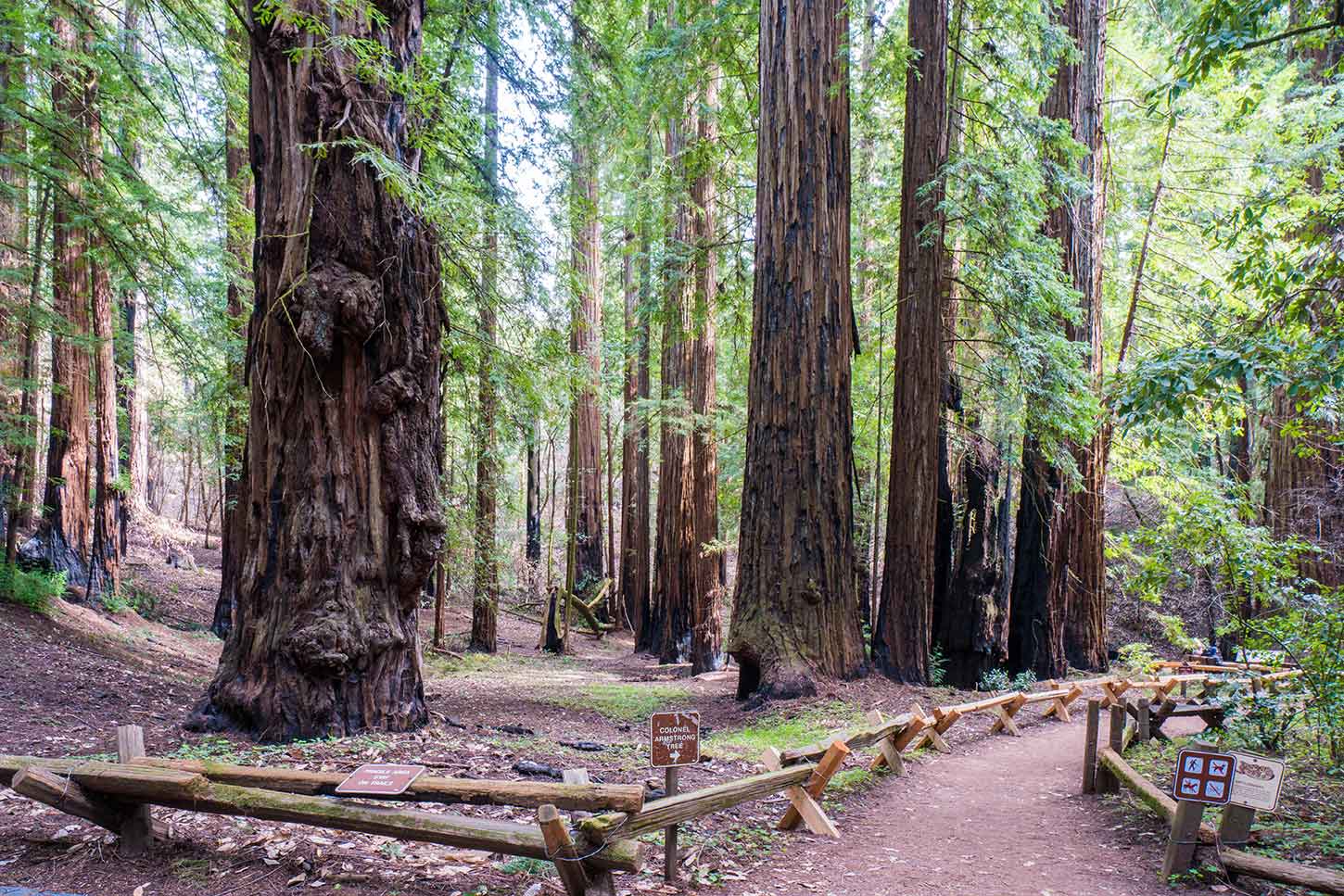 Armstrong Redwoods State Natural Reserve