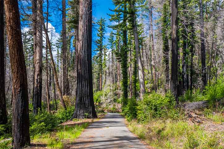 Big Basin Redwoods State Park