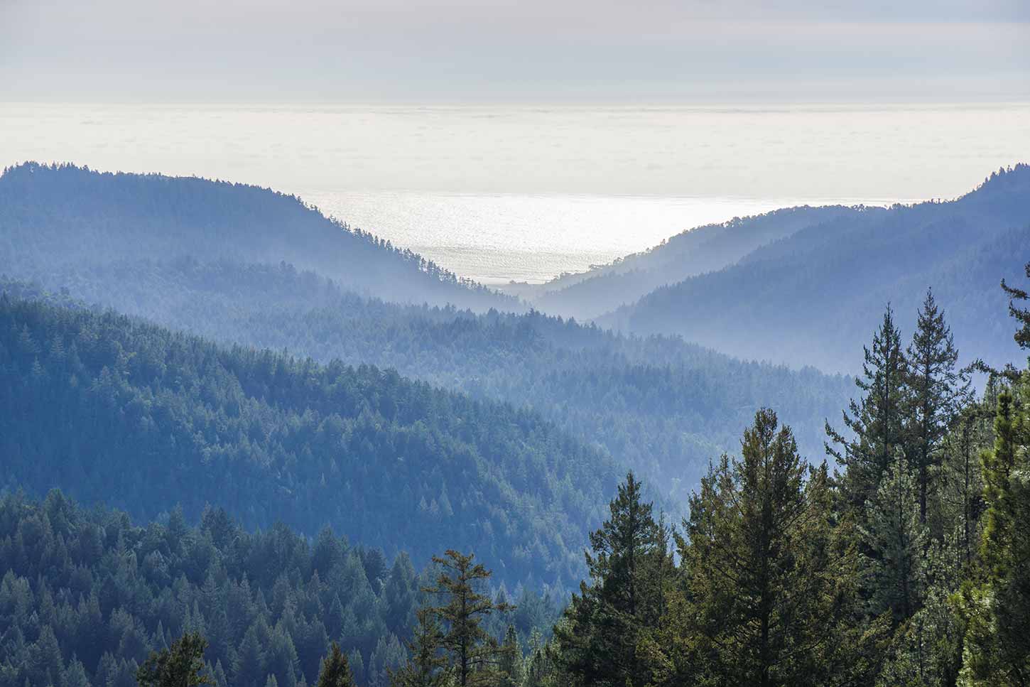 Big Basin before the fire