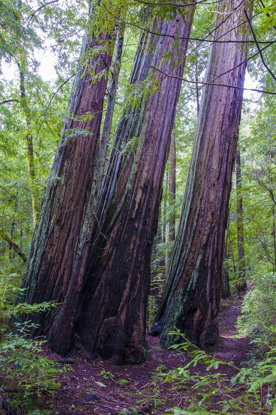 The Creeping Forest Loop