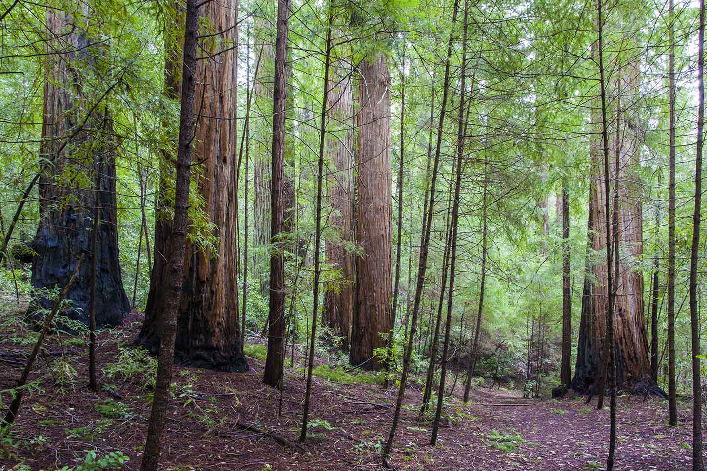 The Creeping Forest Loop