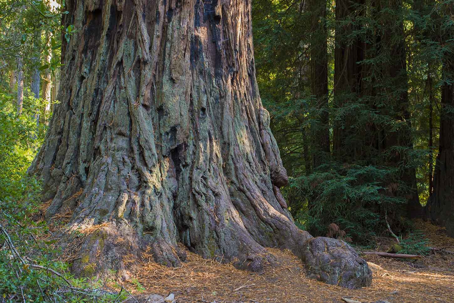 The Redwood Nature Trail