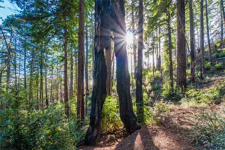 Butano Trail Camp