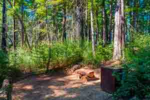 Butano State Park