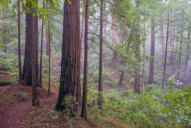 Butano State Park before the fire