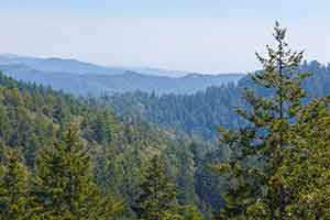 Butano State Park