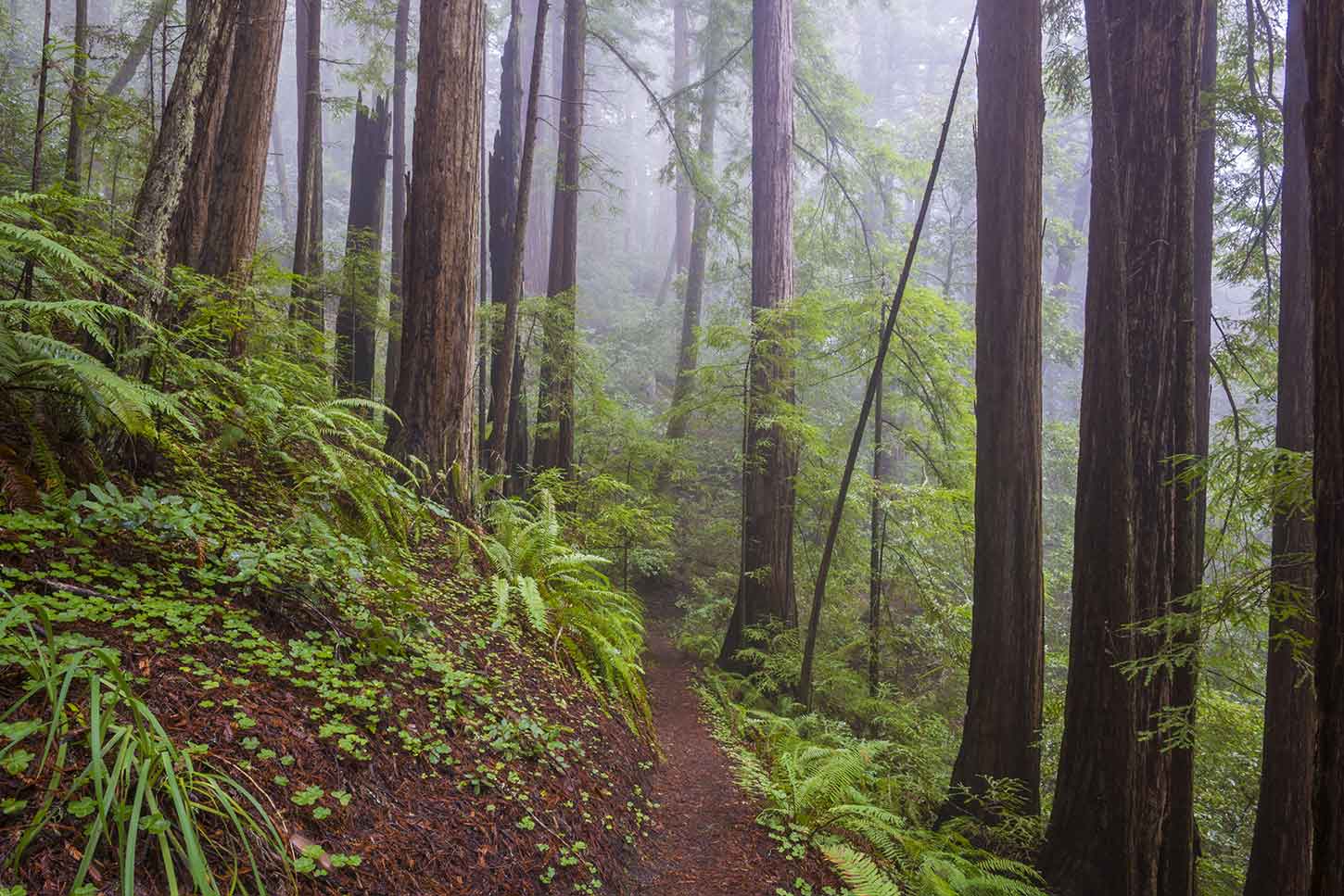 The Canyon Rim Route