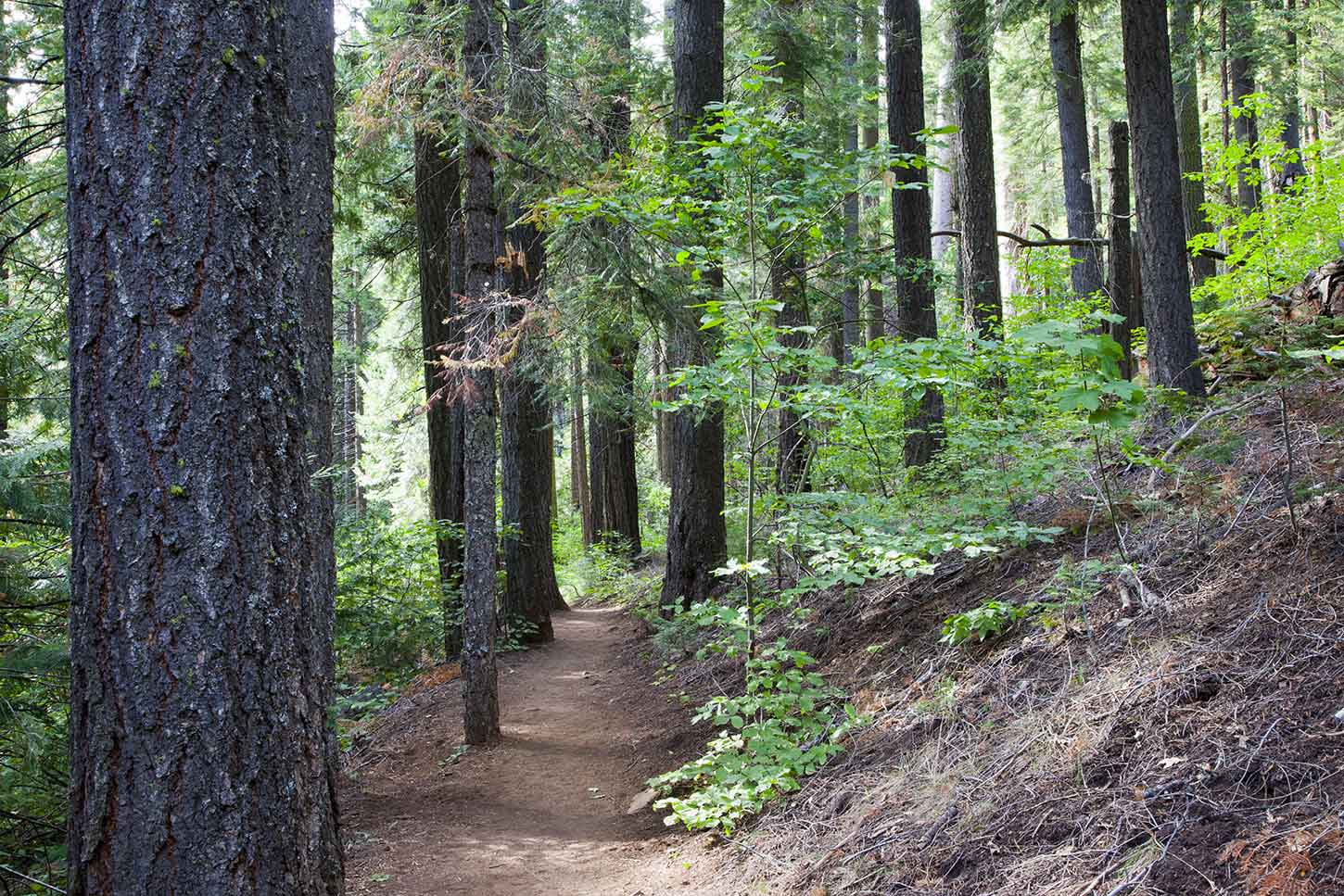 South Calaveras Grove