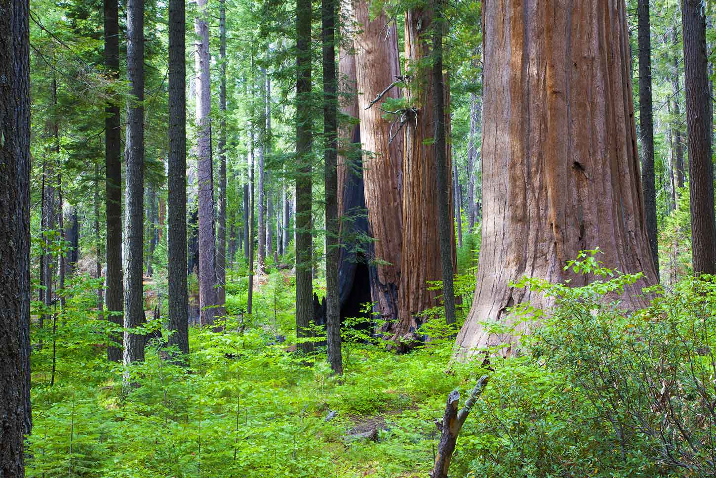 South Calaveras Grove