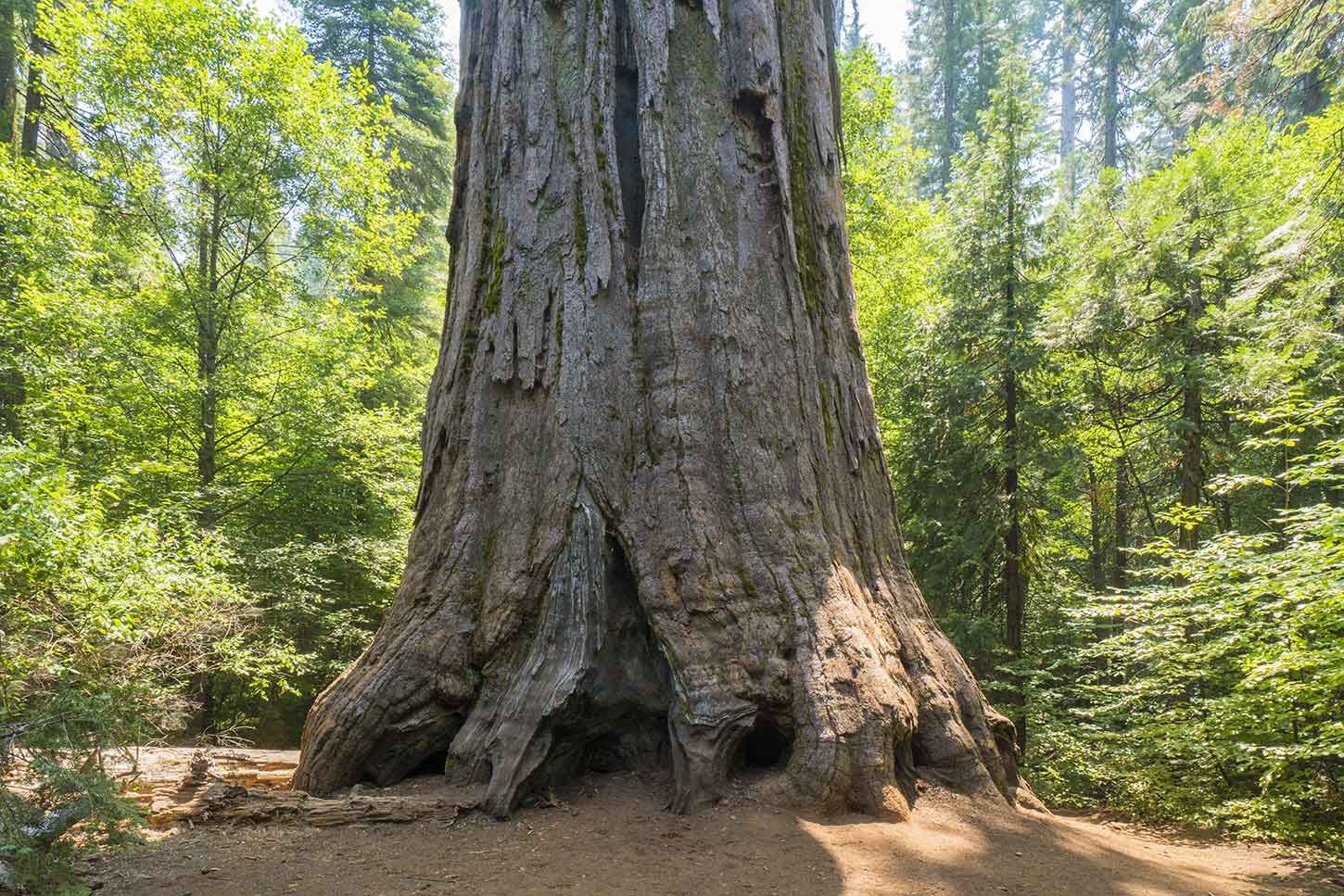 South Calaveras Grove