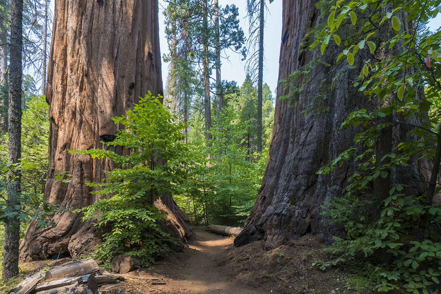 South Calaveras Grove
