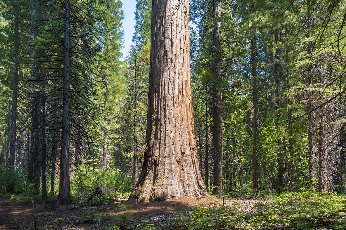 South Calaveras Grove