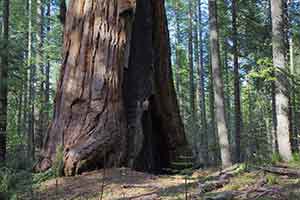 Calaveras Big Trees State Park
