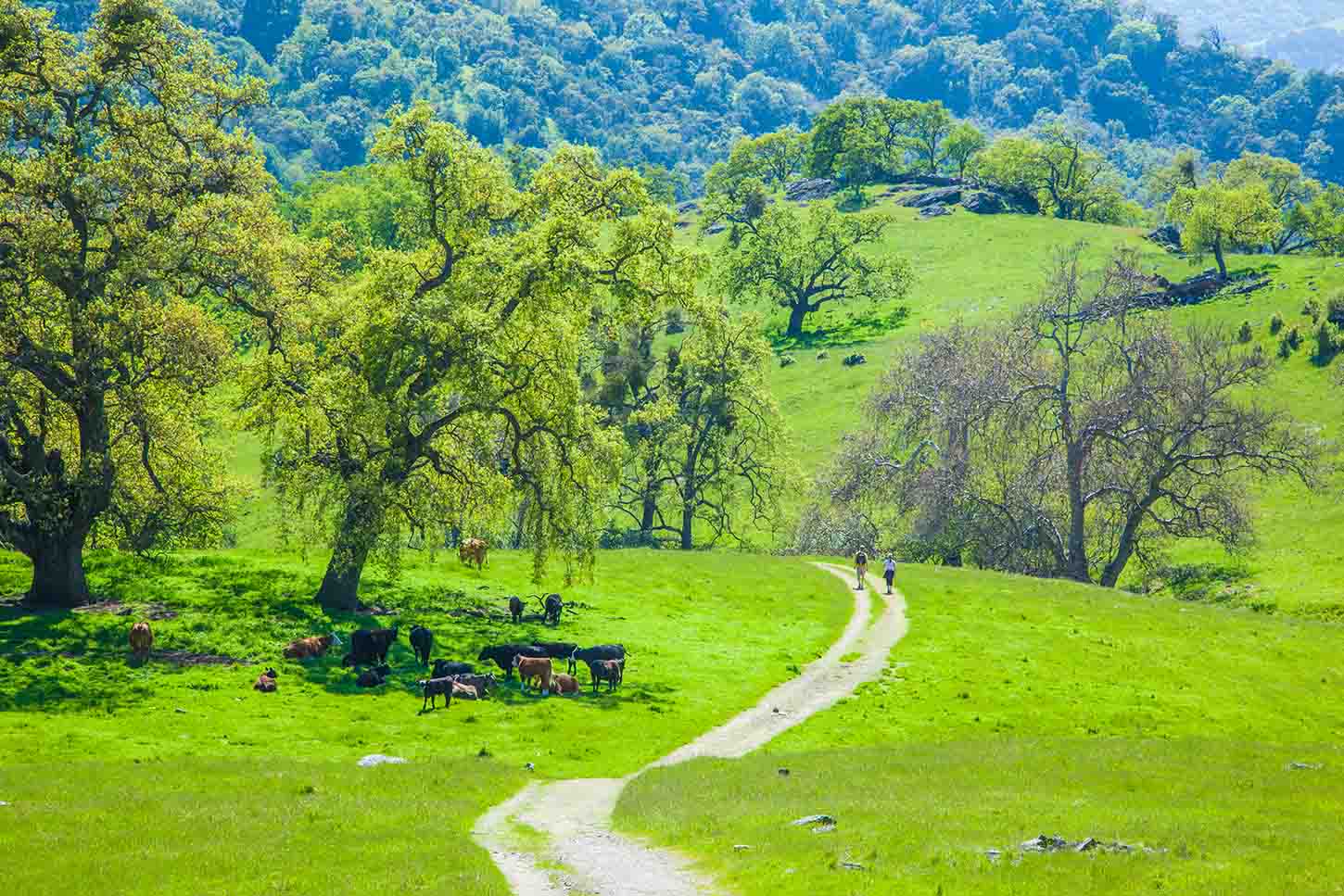 Are Dogs Allowed In Sunol Regional Park