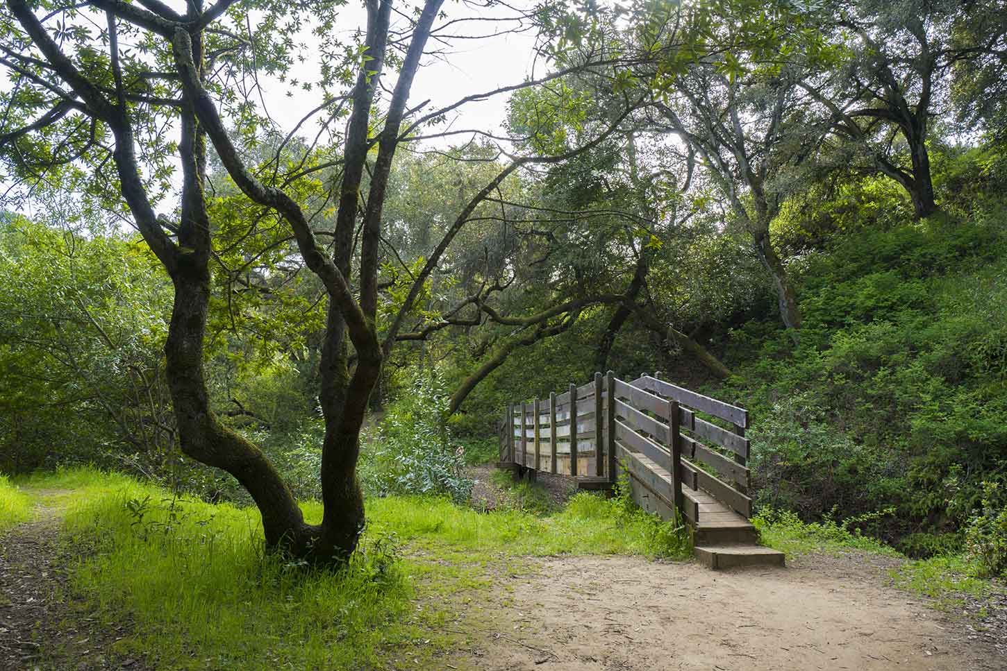The High Ridge Loop Trail