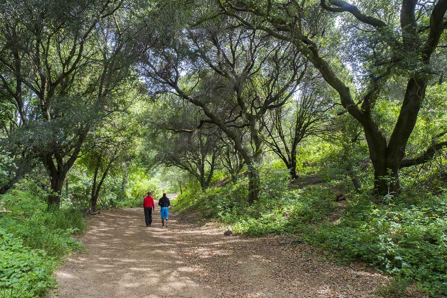 Leona Canyon Open Space Regional Preserve