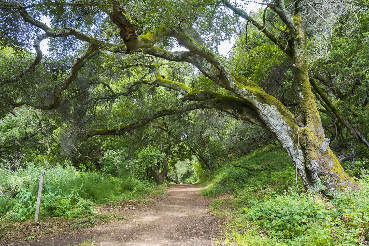 Leona Canyon Open Space Regional Preserve
