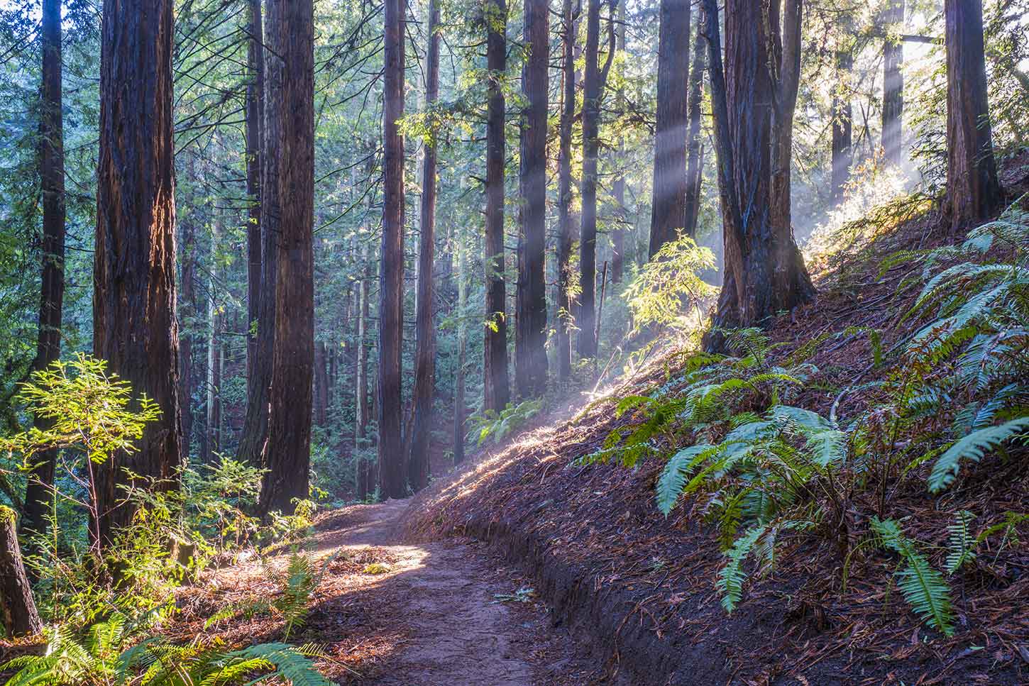 Reinhardt Redwood Regional Park