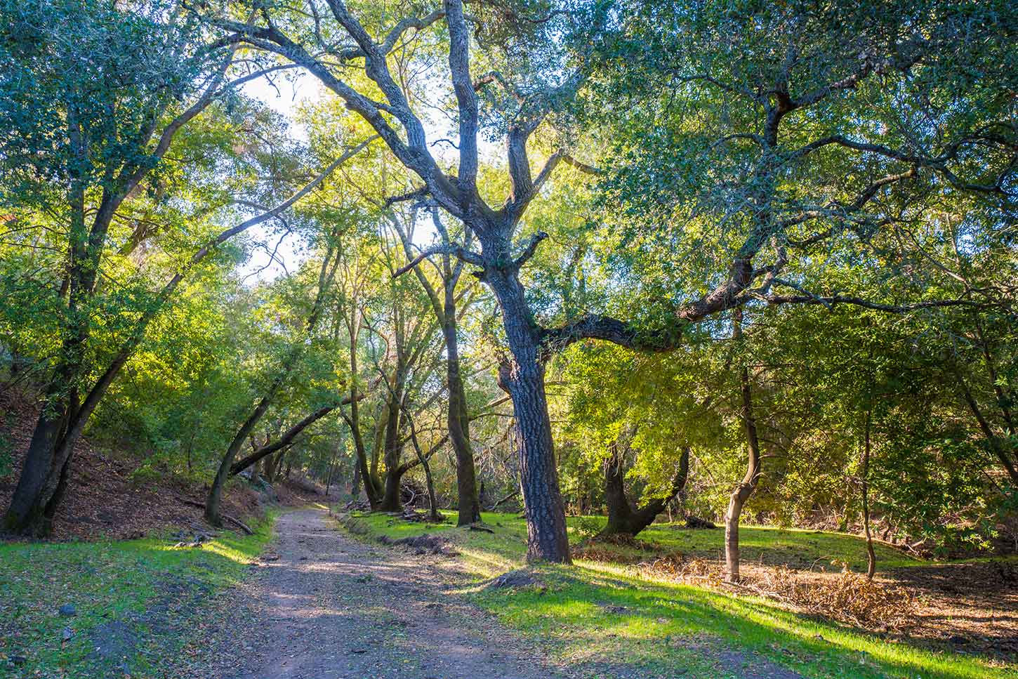 The Rocky Ridge Loop Trail