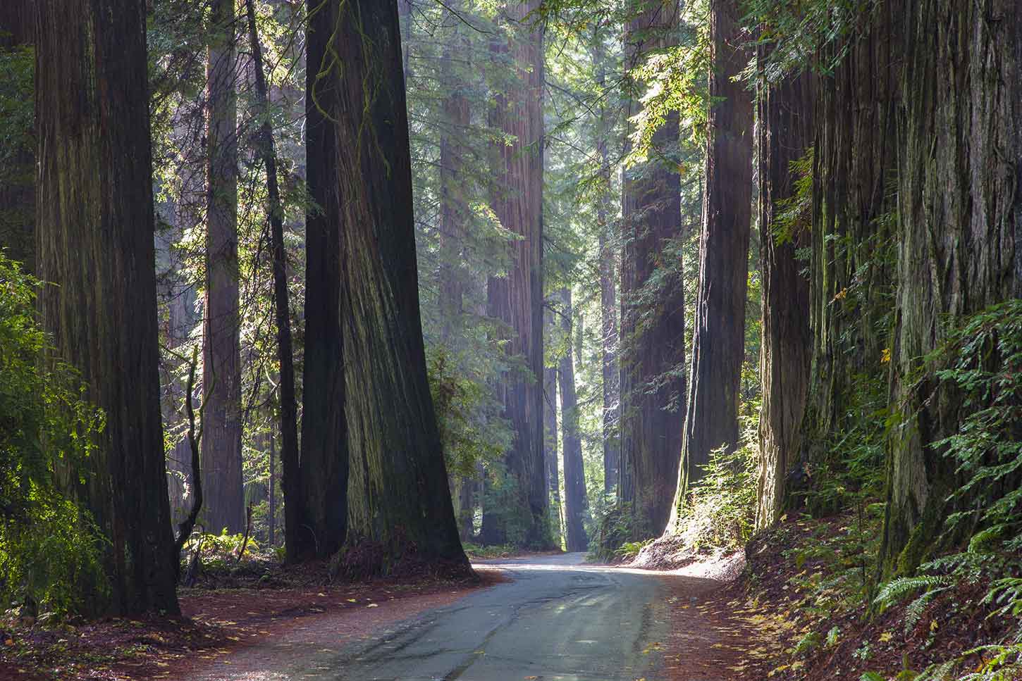 Mattole Road