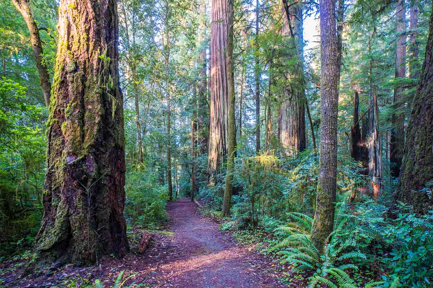 The Nature Loop