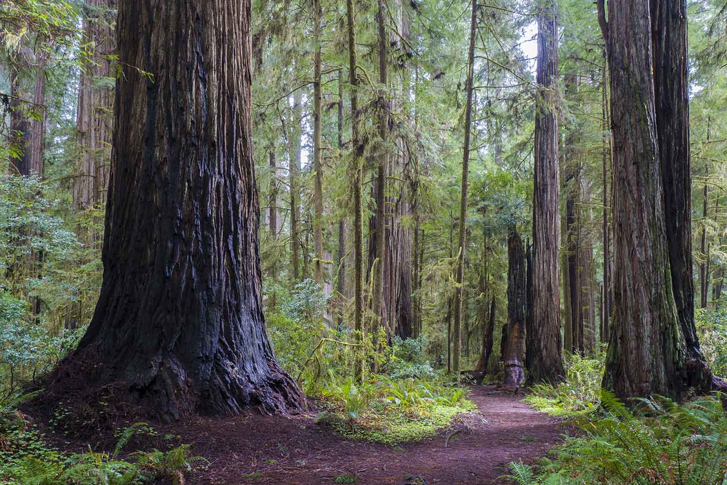 The Simpson-Reed Trail