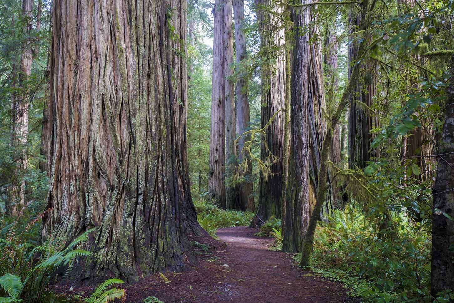 The Simpson-Reed Trail