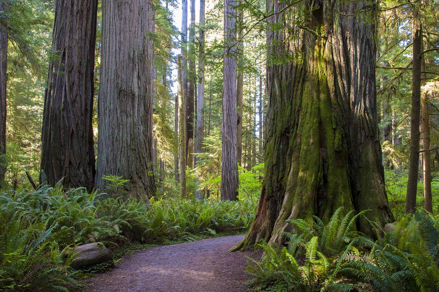 The Simpson-Reed Trail