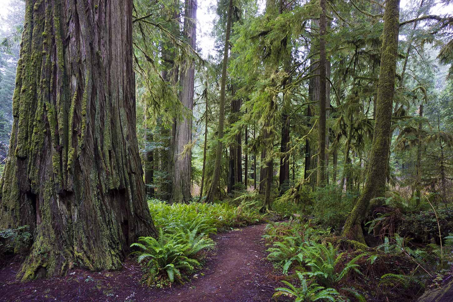 The Simpson-Reed Trail