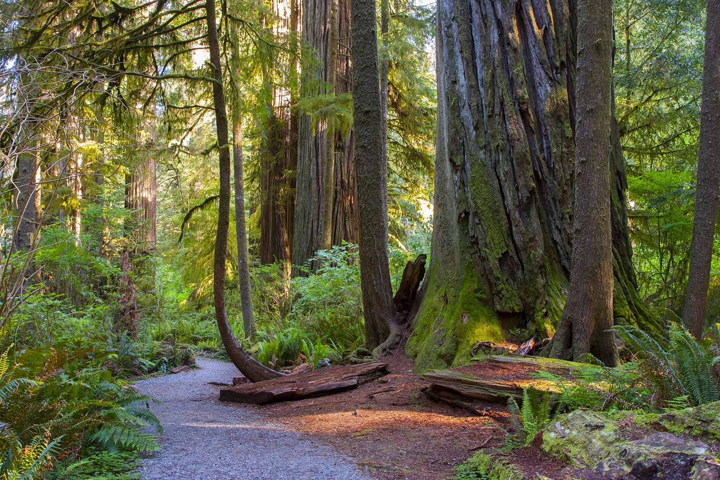 The Simpson-Reed Trail