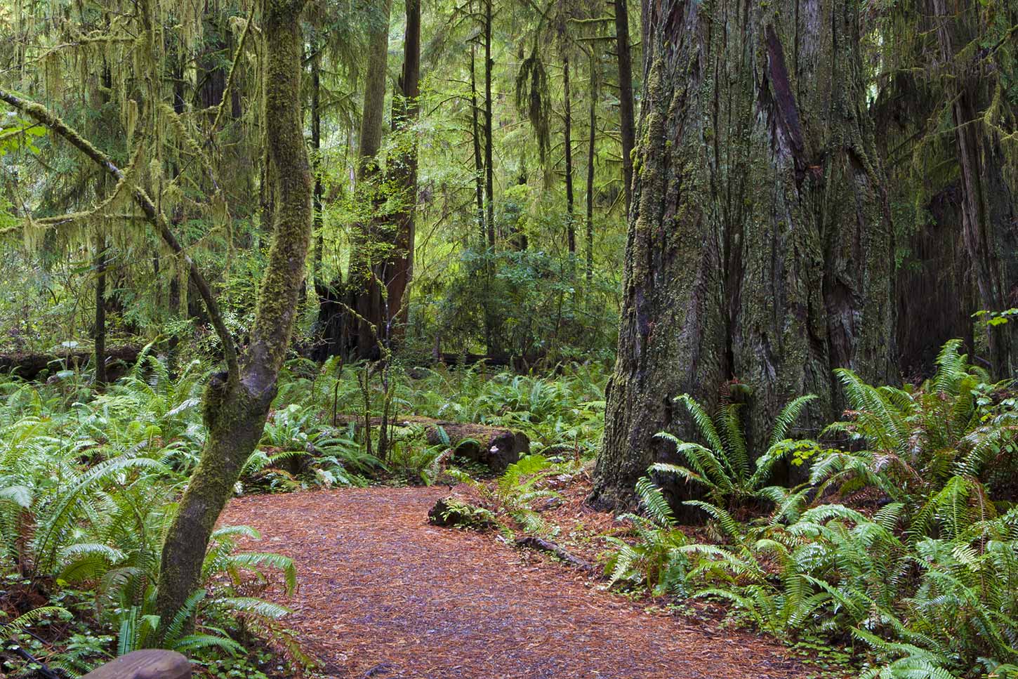 The Simpson-Reed Trail