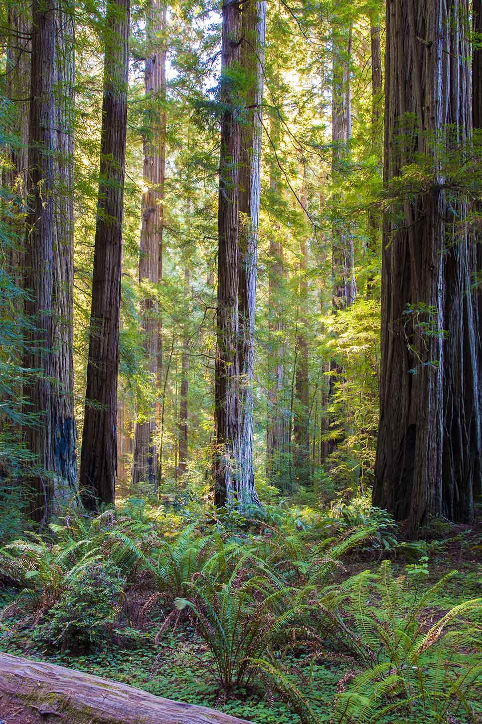 Stout Grove