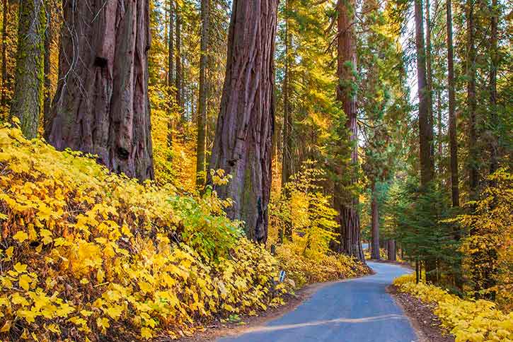 Mountain Home Demonstration State Forest