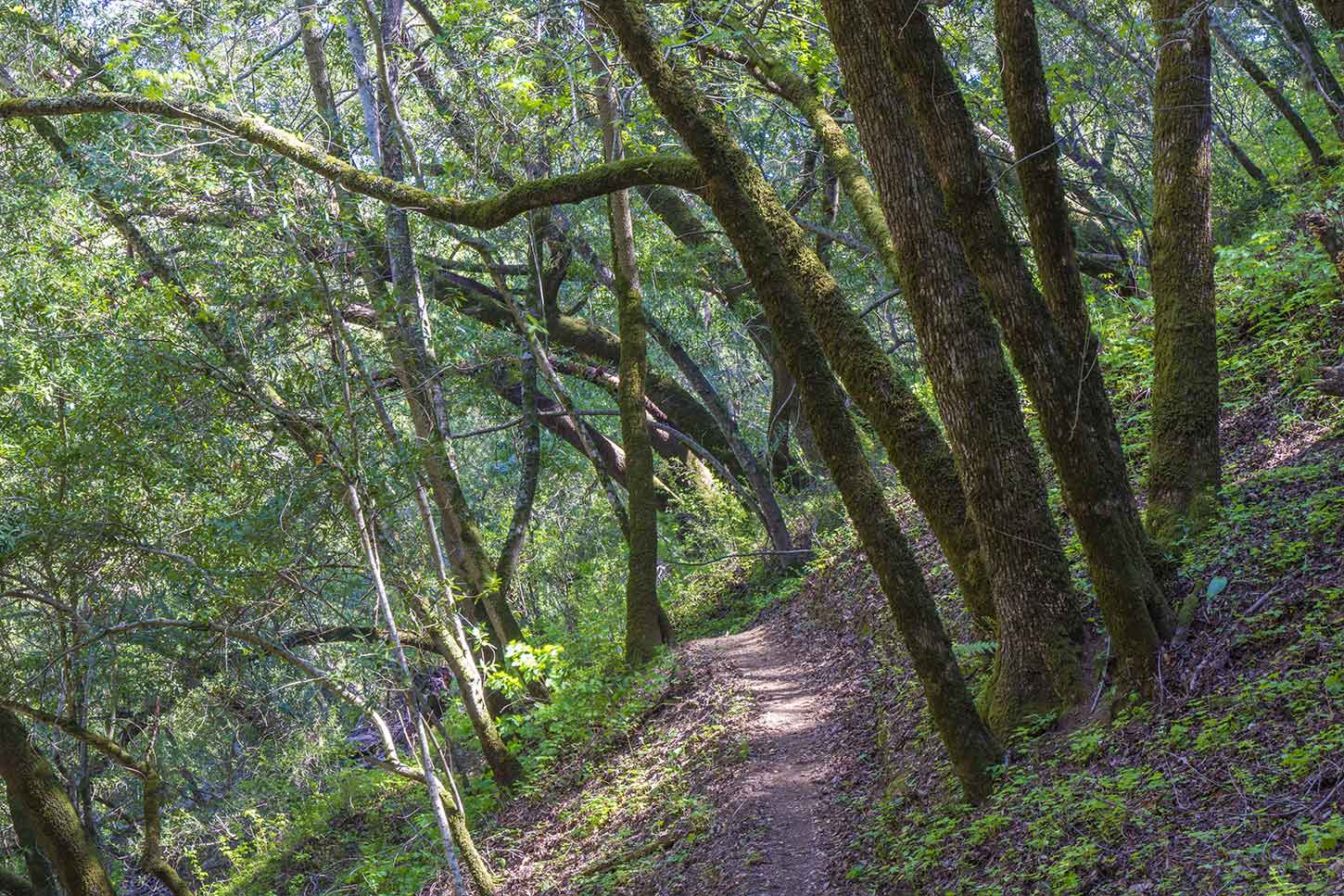The Tassajara Creek Trail