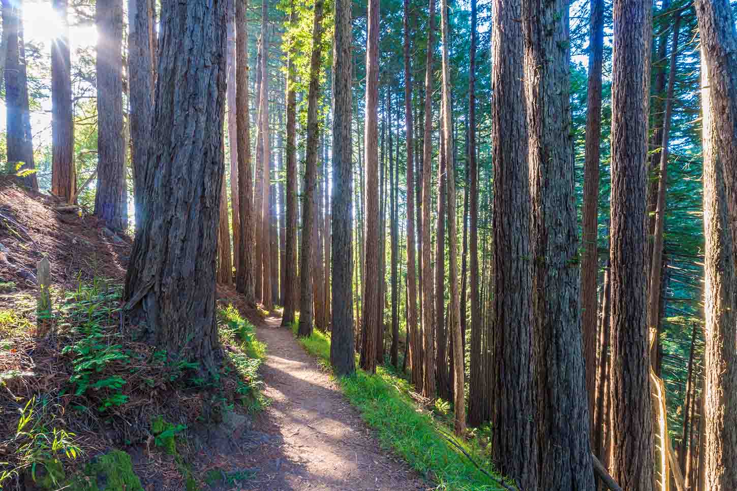 Dipsea and Steep Ravine