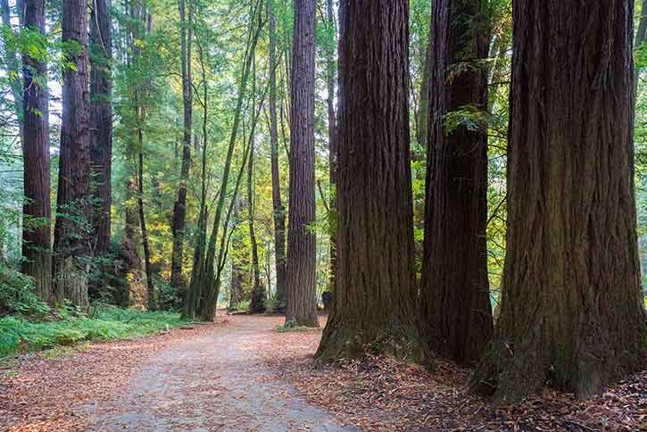 Navarro River Redwoods State Park