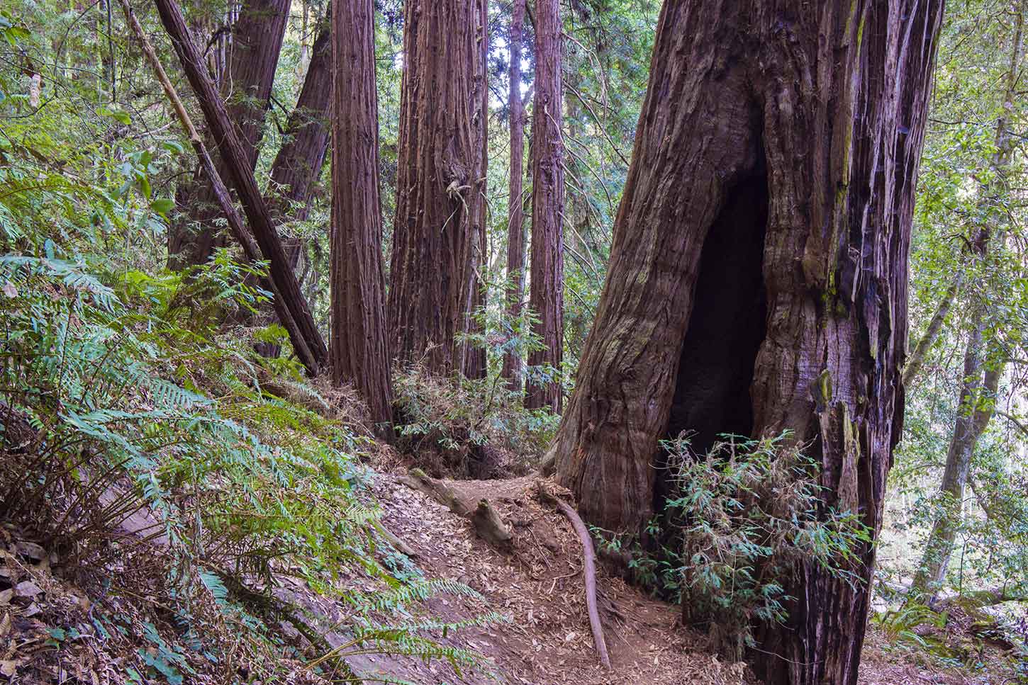 The Old Growth Loop