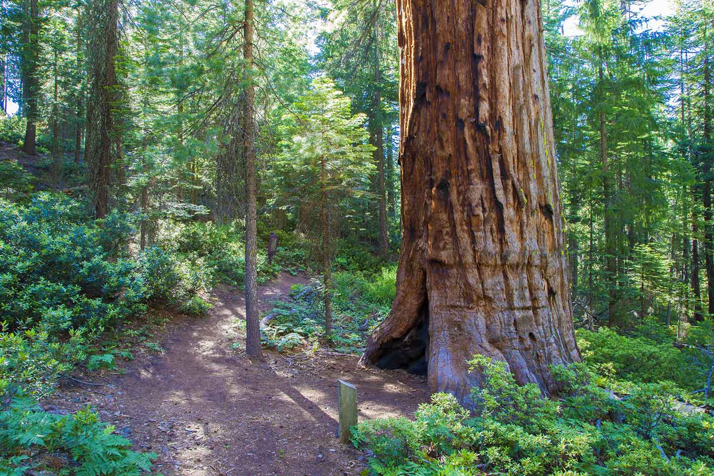 Placer County Big Trees Grove