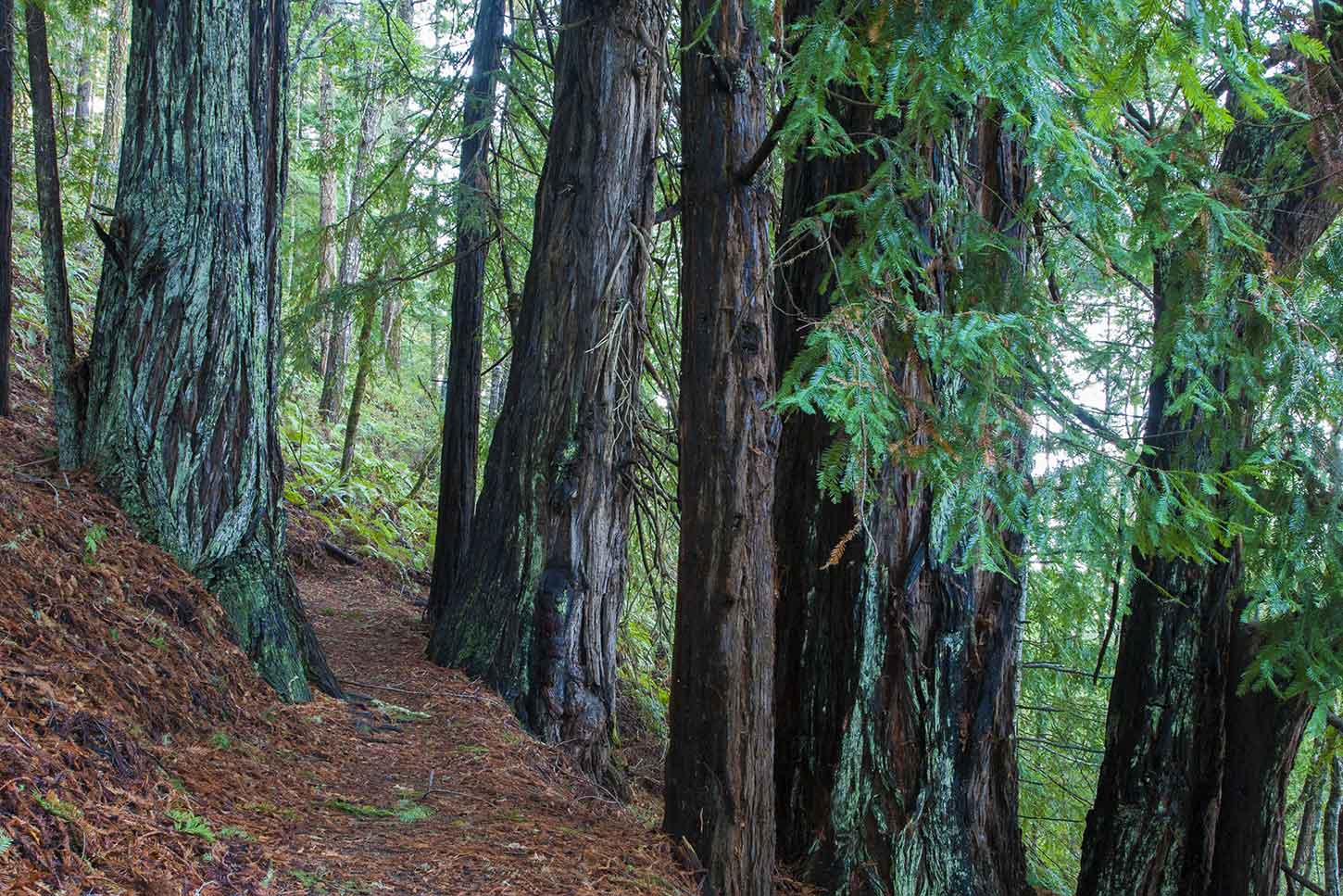 The Mount Ellen Loop