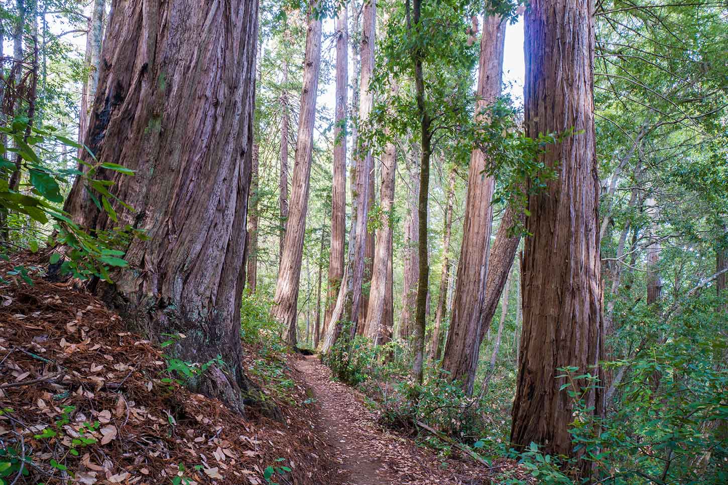 The Slate Creek Trail