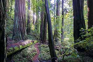 Portola Redwoods State Park