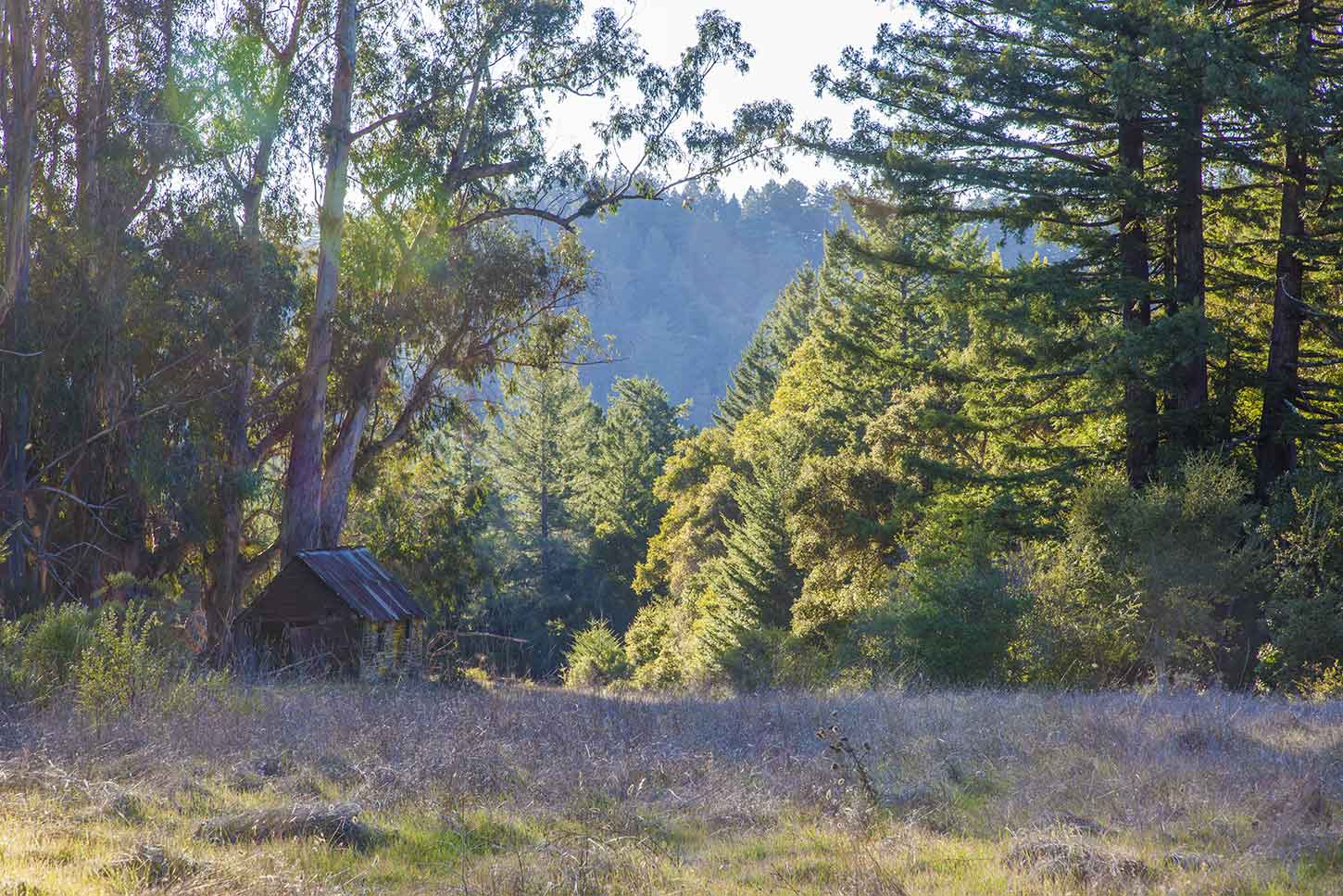Tarwater - Pomponio - Brook - Canyon