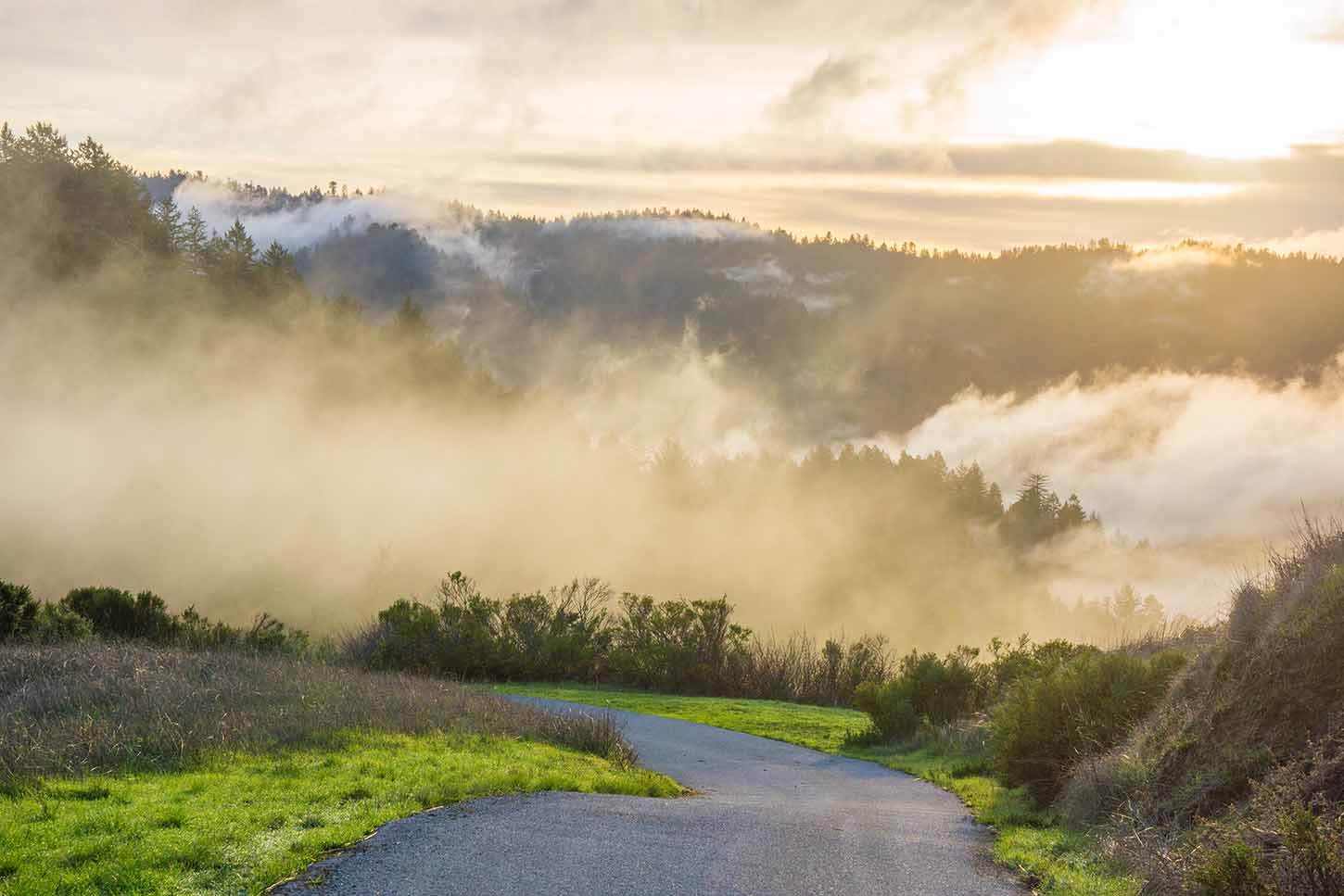 Tarwater - Pomponio - Brook - Canyon