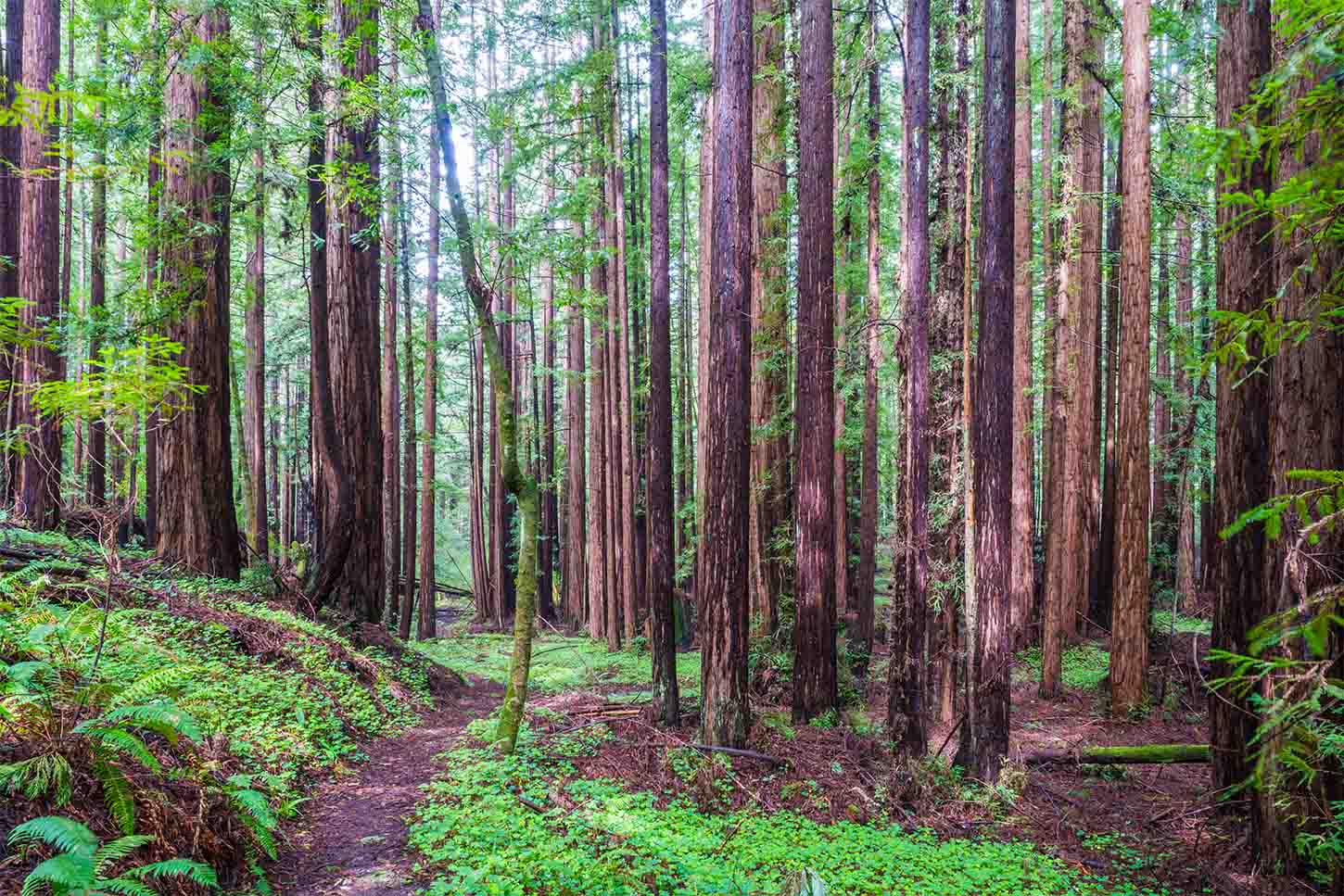 Tarwater - Pomponio - Brook - Canyon