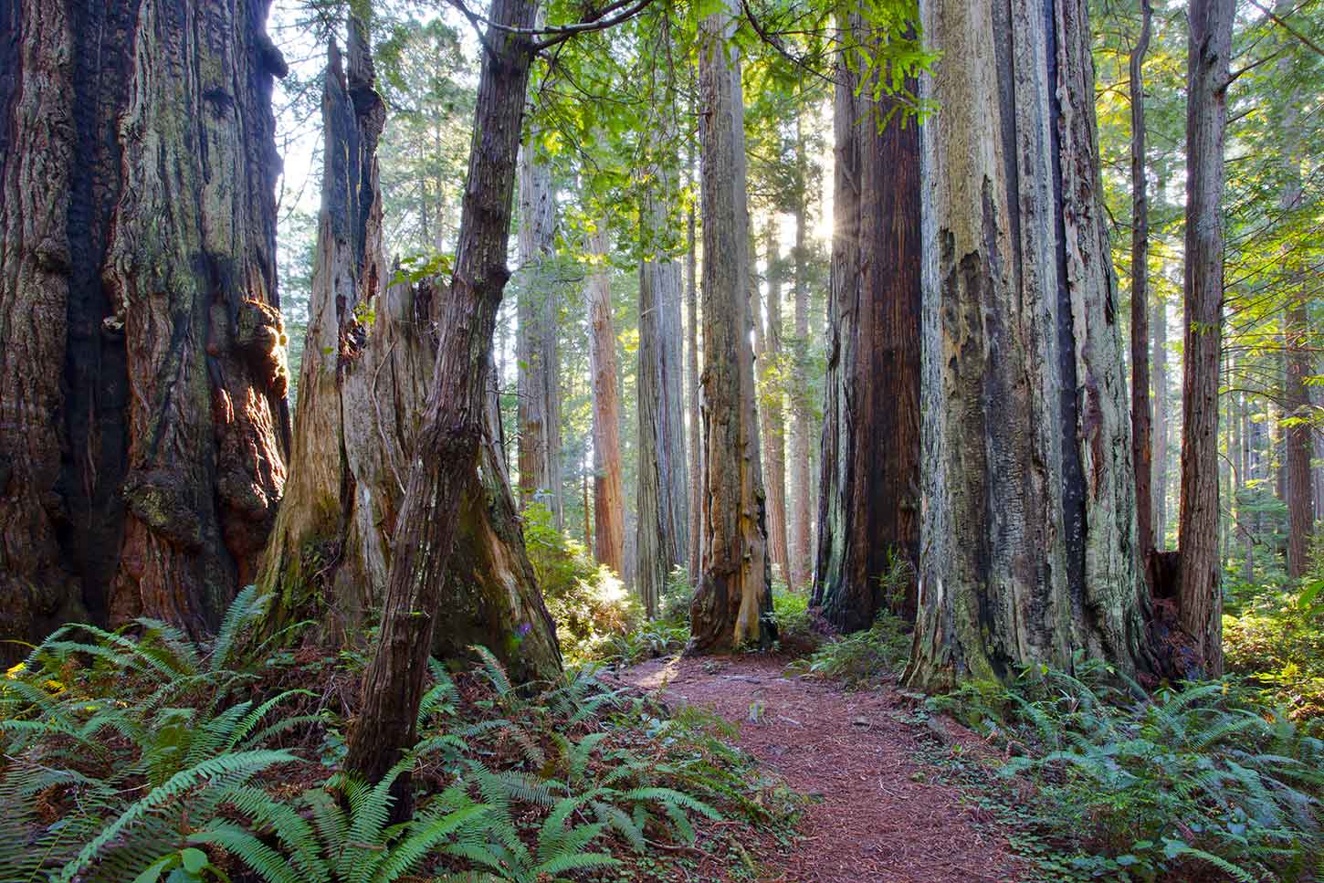 The Miners’ Ridge and James Irvine Loop