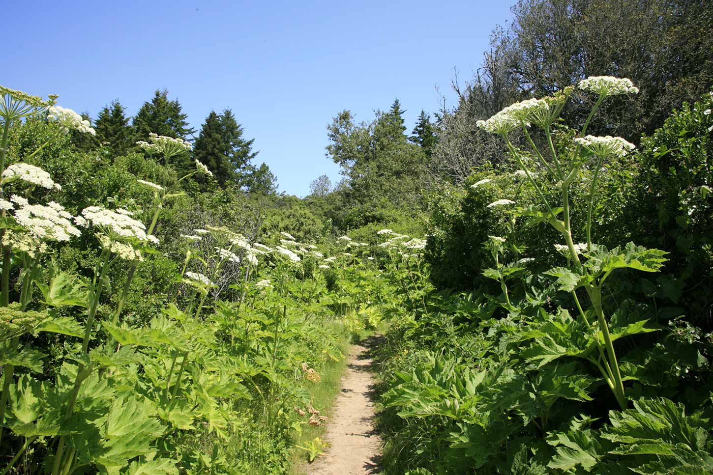 Purisima Creek Redwoods Open Space Preserve