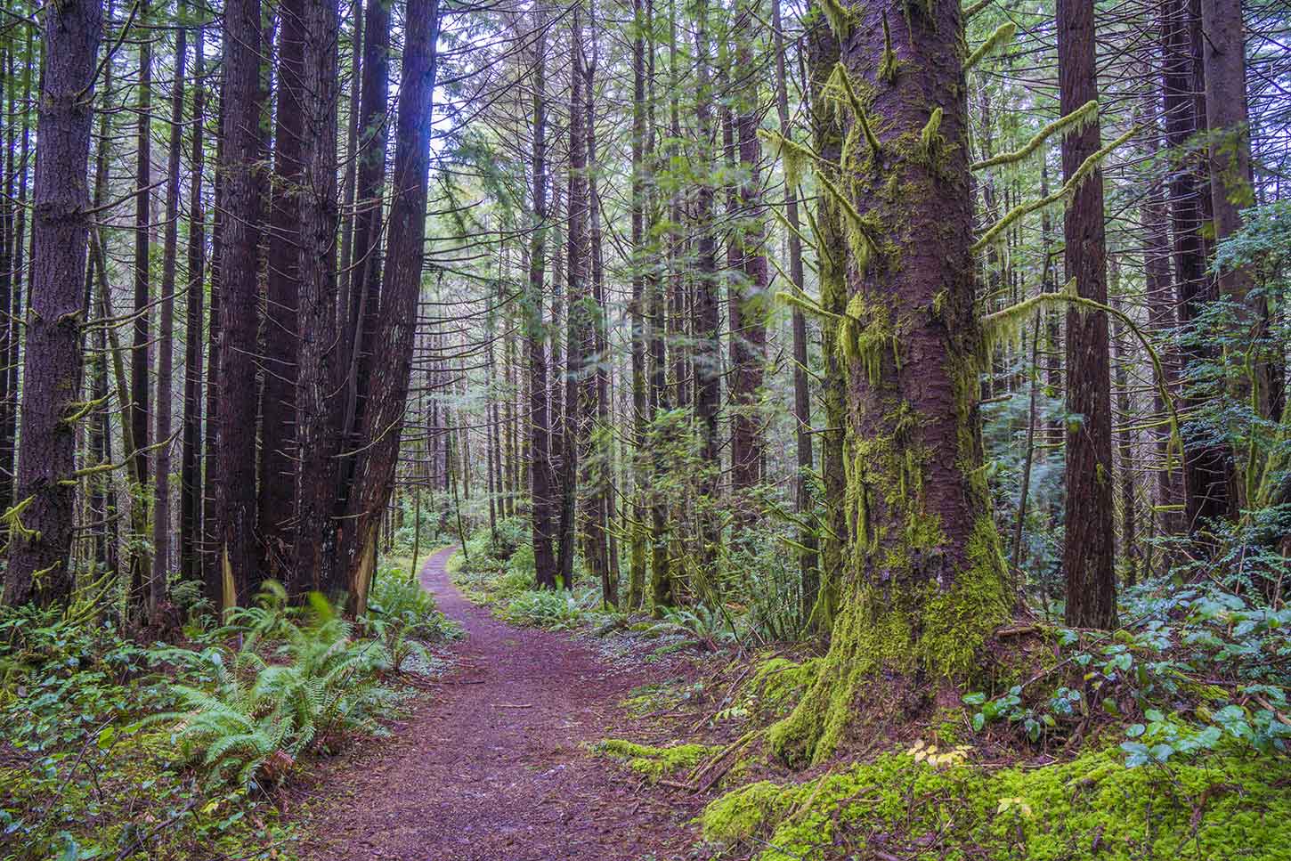 The Mill Creek Horse Trail