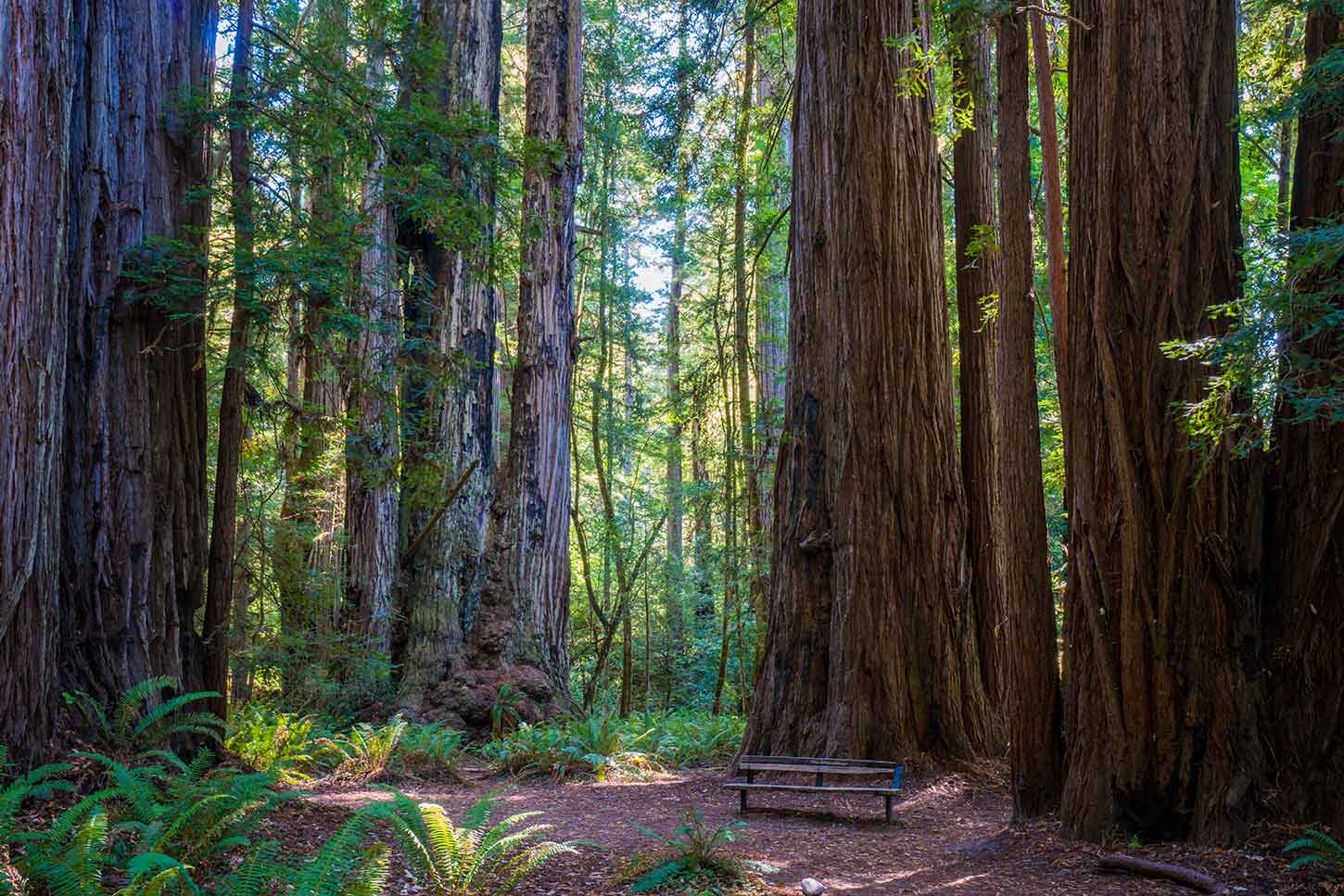 The Tall Trees Grove