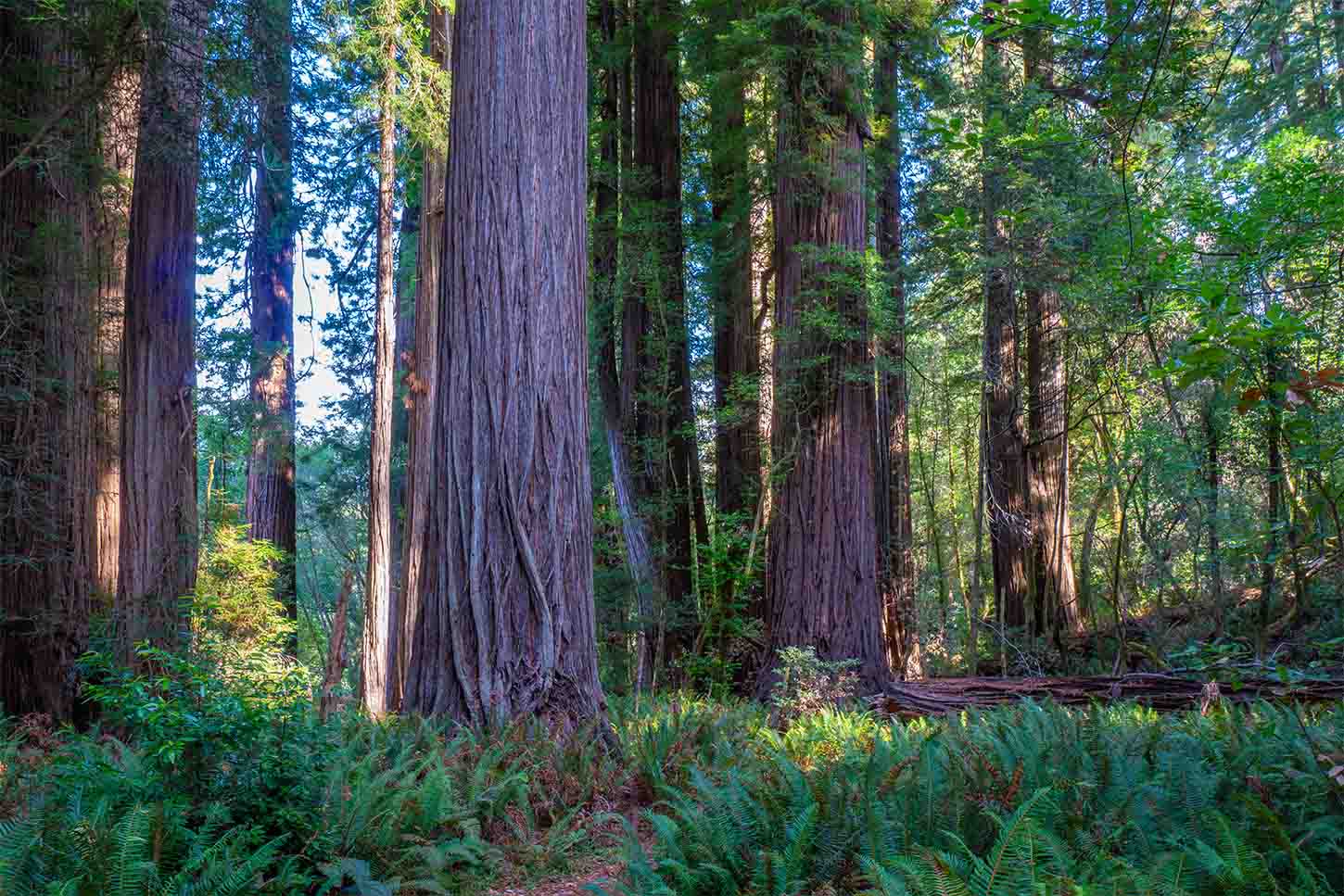 Redwood Trees