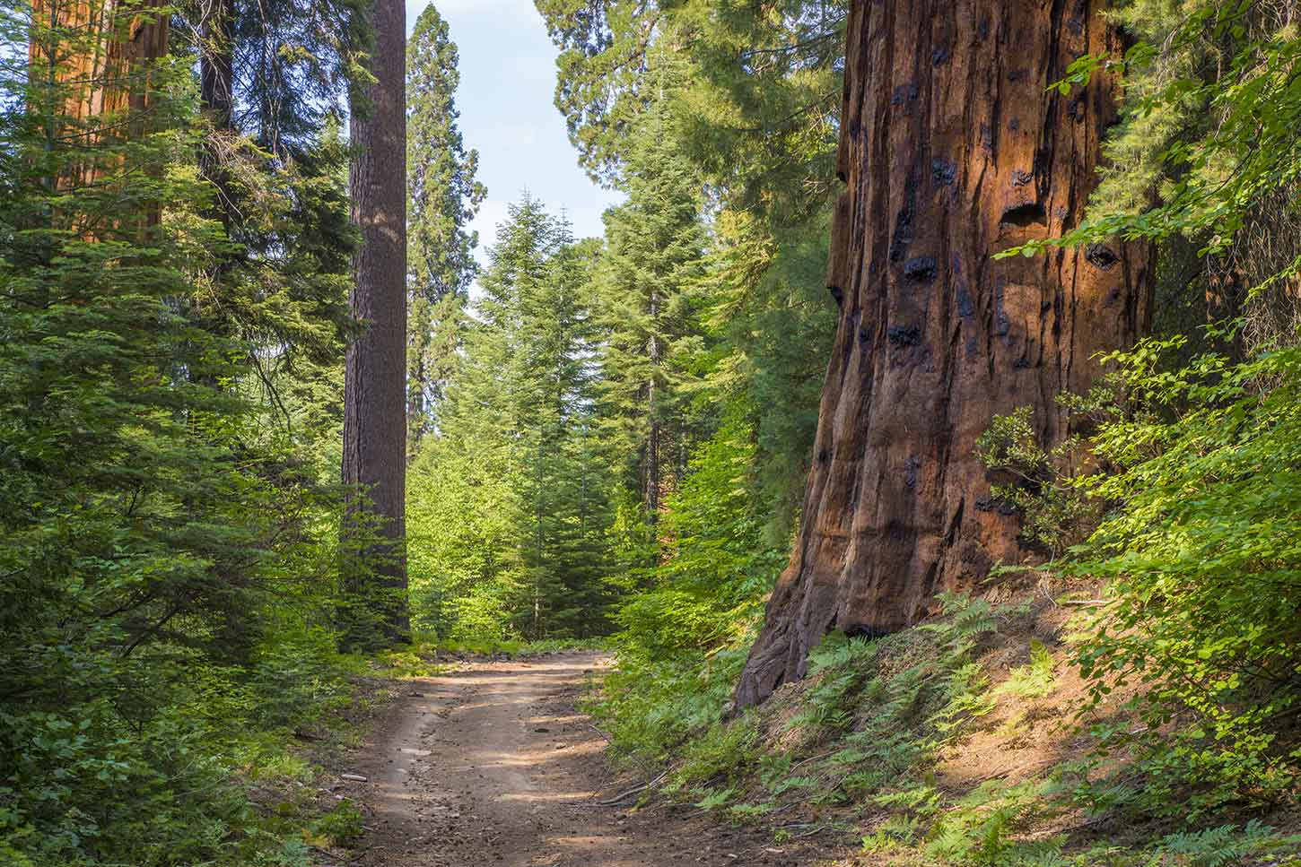 Black Mountain Grove